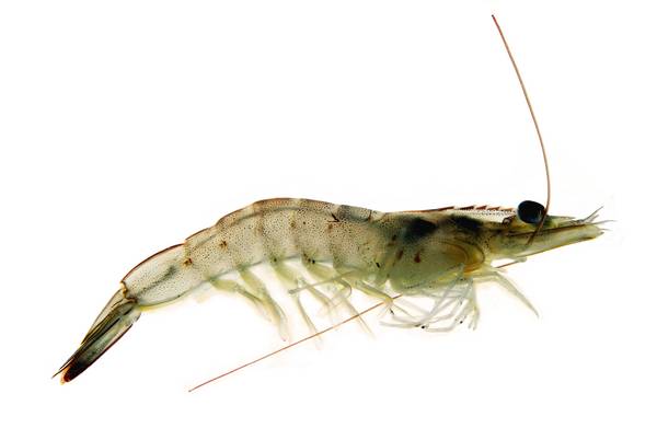 Development of a low-stress grading device for sorting of live shrimps ...